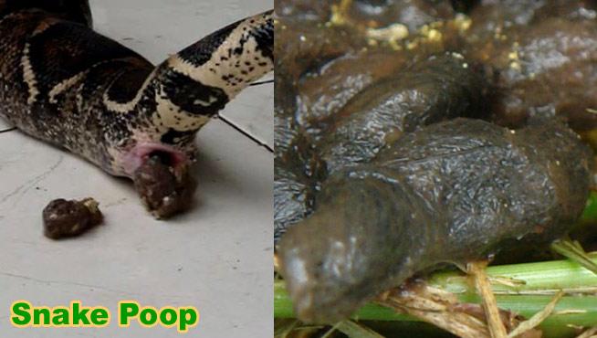 Lizard Feces Pictures | LoveToKnow Pets