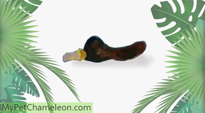 Lizard Feces Pictures | LoveToKnow Pets