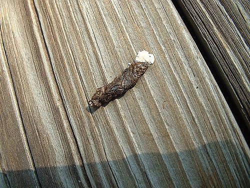 Lizard Feces Pictures | LoveToKnow Pets