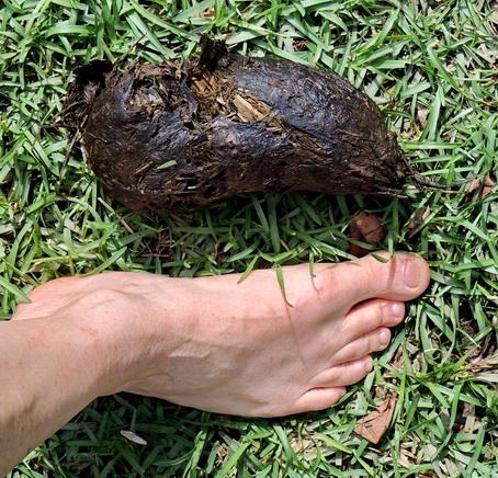 Lizard Feces Pictures | LoveToKnow Pets