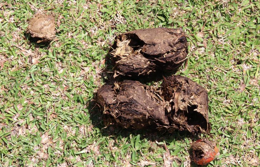 Lizard Feces Pictures | LoveToKnow Pets