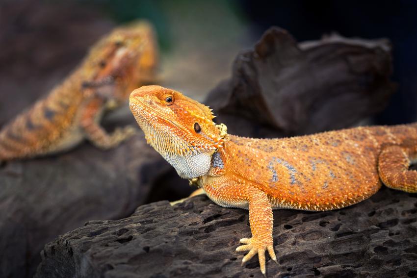 Complete List of Bearded Dragon Colors (Including Morphs) | LoveToKnow Pets