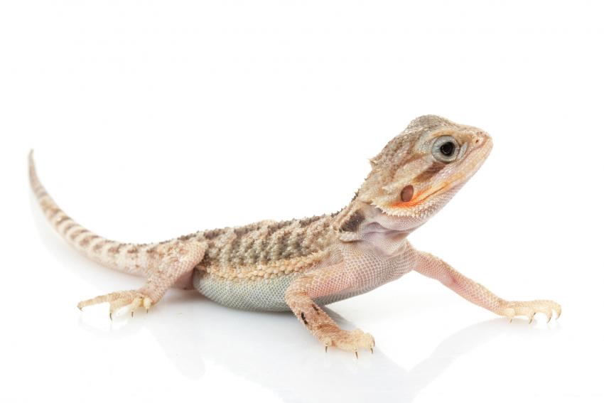 Complete List of Bearded Dragon Colors (Including Morphs) | LoveToKnow Pets
