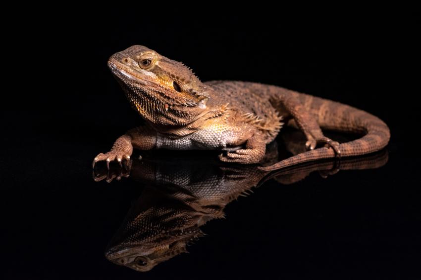 Complete List of Bearded Dragon Colors (Including Morphs) | LoveToKnow Pets