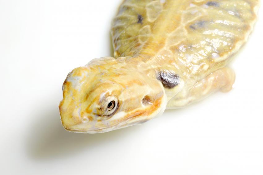 Complete List of Bearded Dragon Colors (Including Morphs) | LoveToKnow Pets