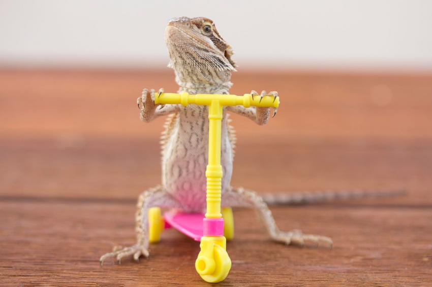 15 Most Allergy-Friendly Pets for Sensitive Pet Parents | LoveToKnow Pets