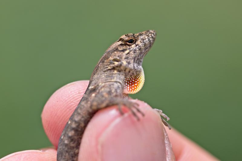 What Does an Anole Eat? Complete Anole Feeding Guide | LoveToKnow Pets