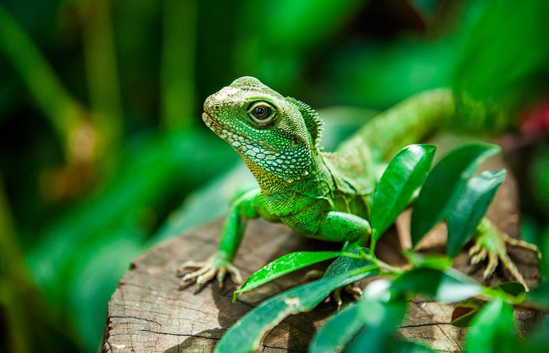100 Inspiring Water Dragon Names LoveToKnow Pets 100 Inspiring Water Dragon Names LoveToKnow Pets