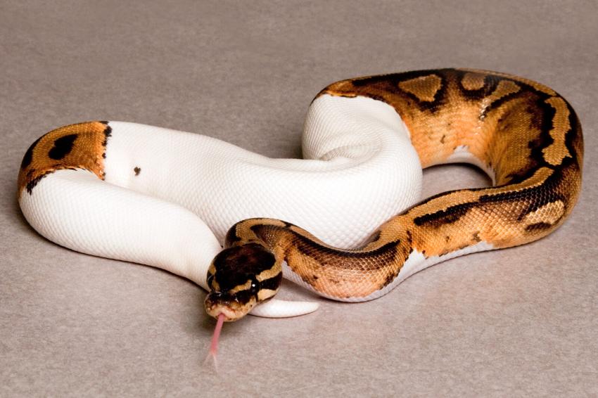 15 Rare and Unreal Ball Python Morphs That Will Blow You Away | LoveToKnow Pets