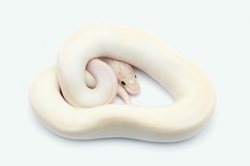 15 Rare and Unreal Ball Python Morphs That Will Blow You Away ...