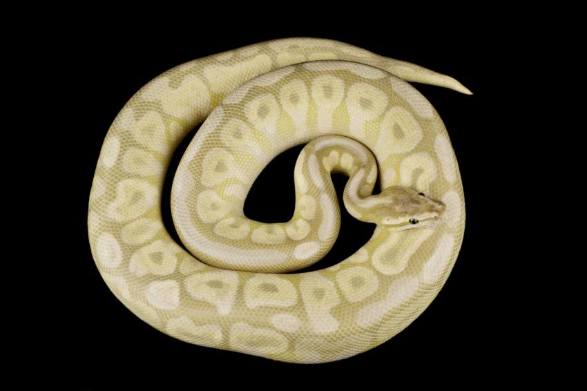 15 Rare and Unreal Ball Python Morphs That Will Blow You Away ...