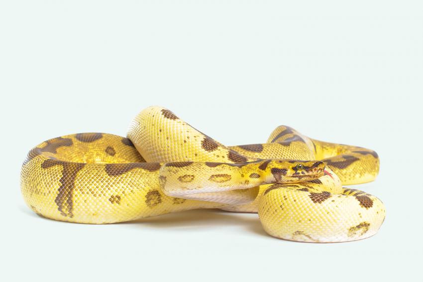 15 Rare and Unreal Ball Python Morphs That Will Blow You Away ...
