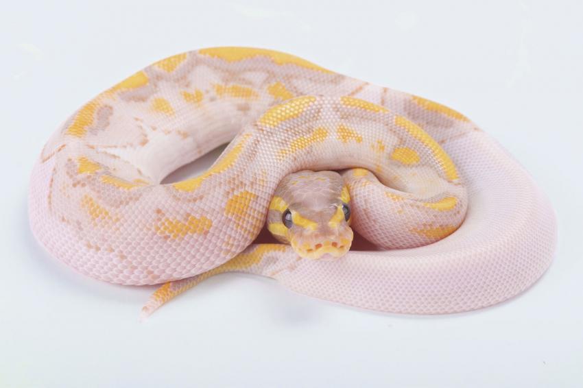 15 Rare and Unreal Ball Python Morphs That Will Blow You Away ...