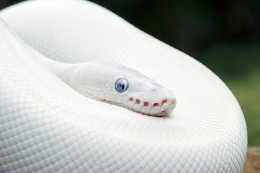 15 Rare and Unreal Ball Python Morphs That Will Blow You Away ...