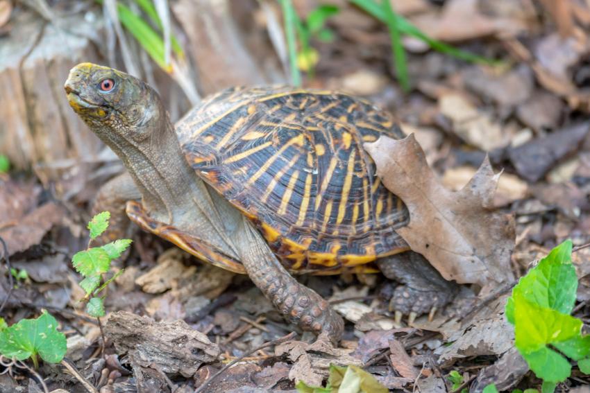 12 Cute Box Turtle Pictures & Fast Facts | LoveToKnow Pets