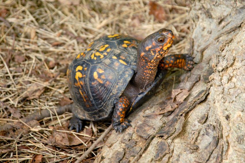 12 Cute Box Turtle Pictures & Fast Facts | LoveToKnow Pets