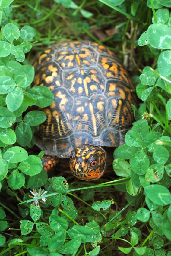 Pictures of Box Turtles (Plus Fascinating Facts) | LoveToKnow Pets