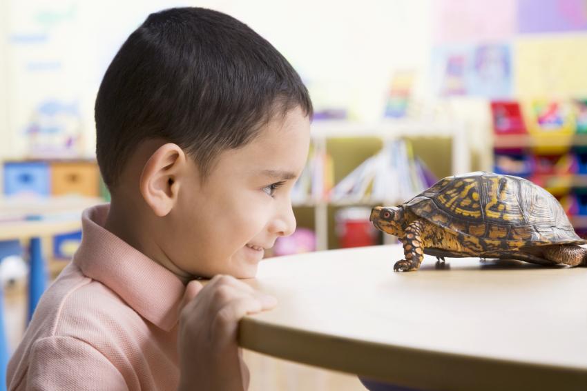 12 Cute Box Turtle Pictures & Fast Facts | LoveToKnow Pets