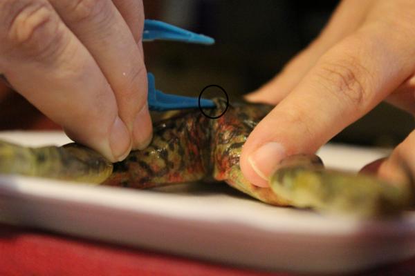 How To Dissect A Frog LoveToKnow How To Dissect A Frog LoveToKnow