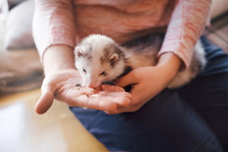 How to Make Homemade Ferret Food and Treats | LoveToKnow Pets