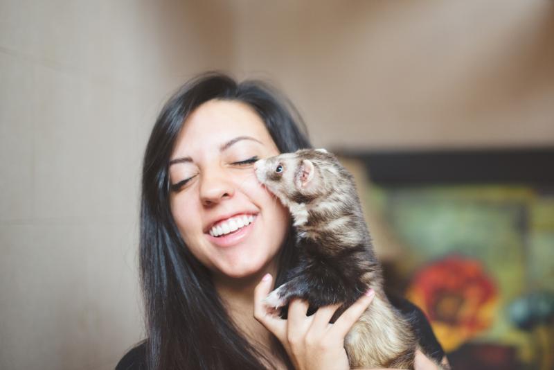 Ferret Lifespan: How to Improve Their Health and Longevity | LoveToKnow ...