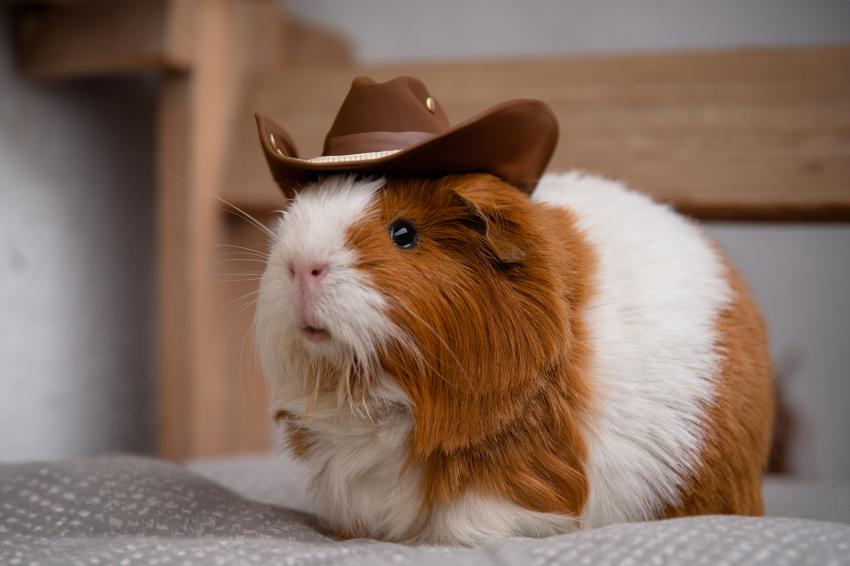 14 Cute Guinea Pigs With Hats Who Are Always in Vogue | LoveToKnow Pets