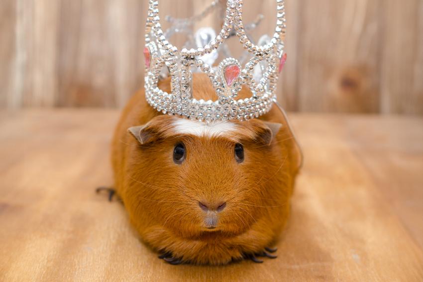 14 Cute Guinea Pigs With Hats Who Are Always in Vogue | LoveToKnow Pets