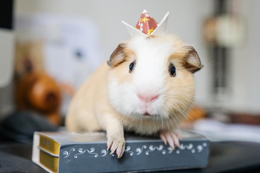14 Cute Guinea Pigs With Hats Who Are Always in Vogue | LoveToKnow Pets
