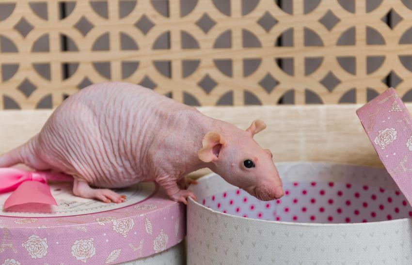 15 Most Allergy-Friendly Pets for Sensitive Pet Parents | LoveToKnow Pets