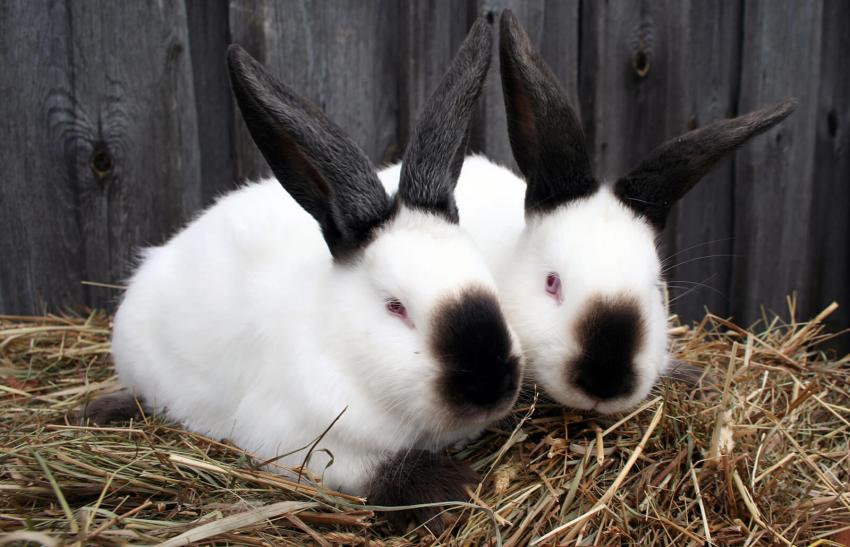 10 Fluffy Rabbit Breeds Perfect for Cuddling | LoveToKnow Pets