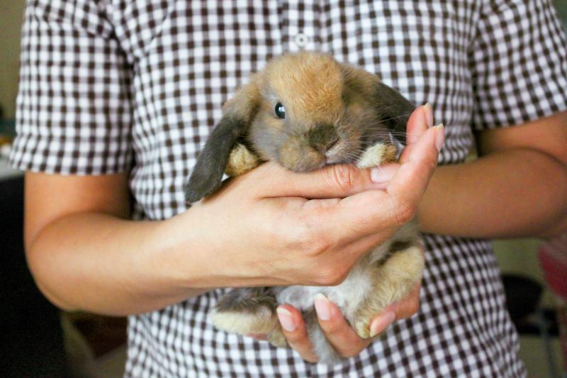 How to Take Care of Rabbits: Guide for New Owners | LoveToKnow Pets