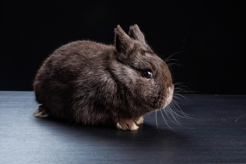 Havana Rabbit Breed Guide: Get to Know These Super Softies | LoveToKnow ...