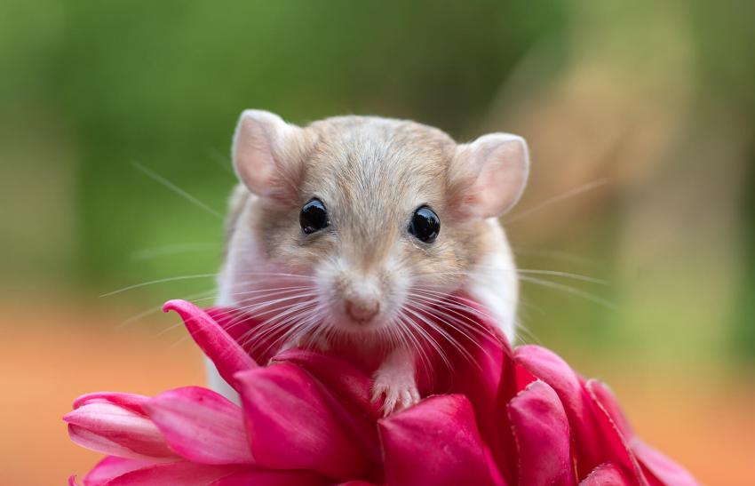 9 of the Cutest Small Pets You'll Ever See | LoveToKnow Pets