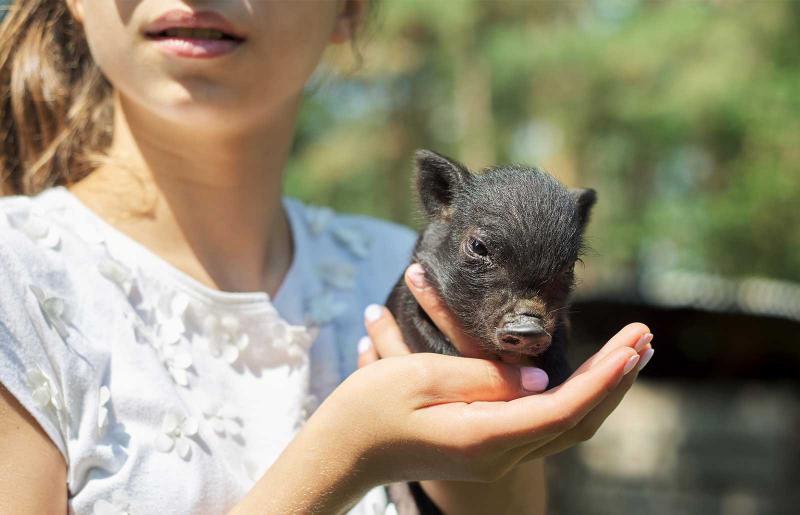 50 Adorable Pot Belly Pig Names LoveToKnow Pets