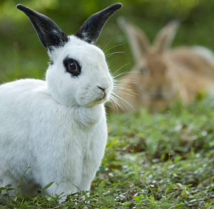 Rex Rabbit Breed Profile | LoveToKnow