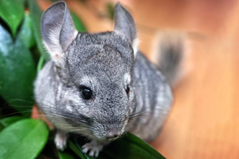 Chinchilla Care Guide: Food, Housing & Health Information | LoveToKnow