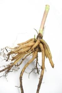 Valerian Root Side Effects | LoveToKnow Health & Wellness