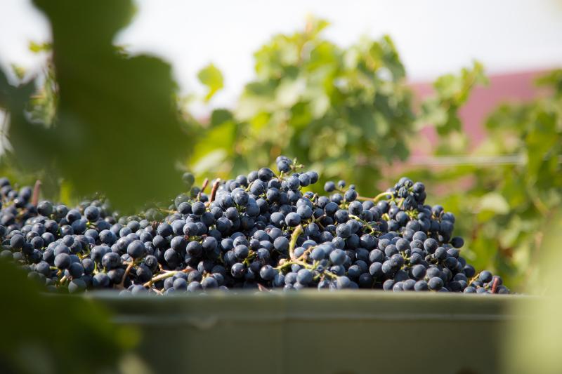 Oregon Pinot Noir Flavor Profile and History | LoveToKnow