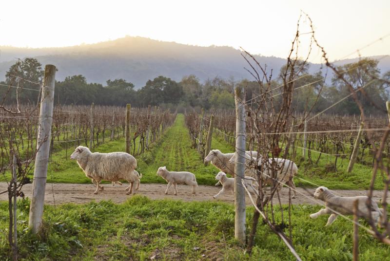 Intro to Biodynamic Wine for the Environmentally-Conscious | LoveToKnow