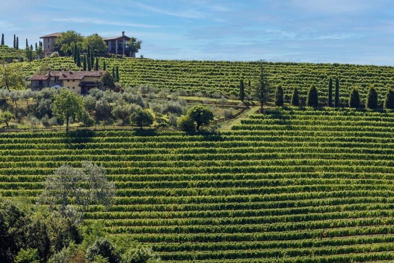 Discover the Friuli-Venezia Giulia Wine Region | LoveToKnow