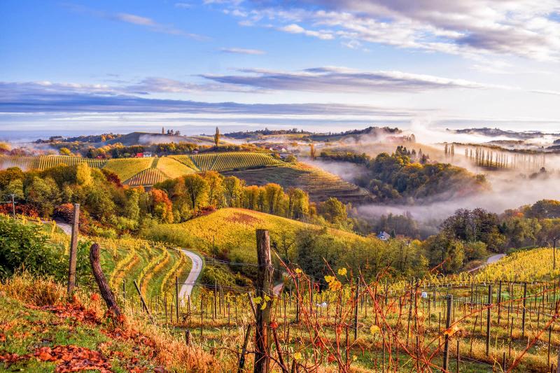 Slovenian Wine: Central Europe's Hidden Gem | LoveToKnow