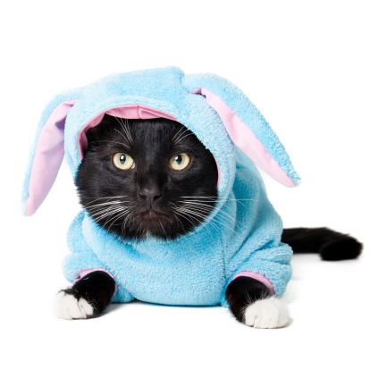 Cats in Costume | LoveToKnow Blogs Cats