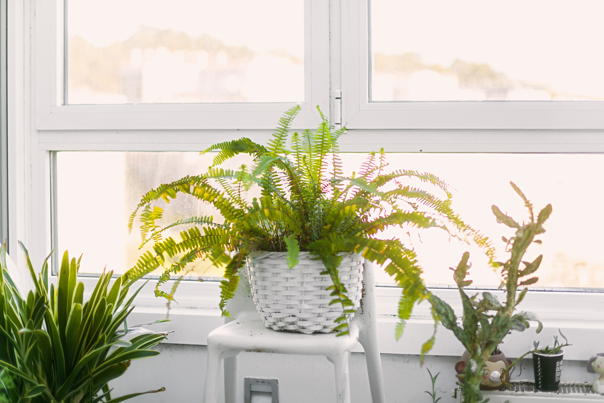 Propagating Ferns Rhs