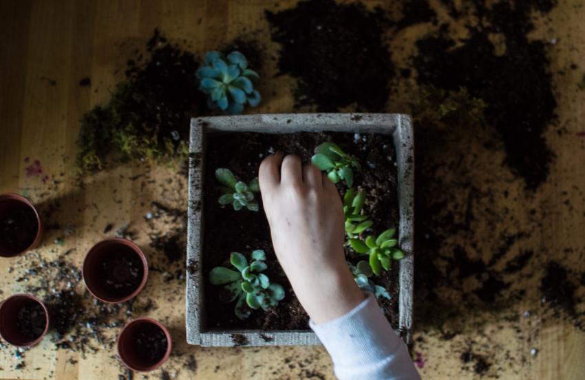 23 Charming Indoor Succulent Garden Ideas That Are Living Art | LoveToKnow
