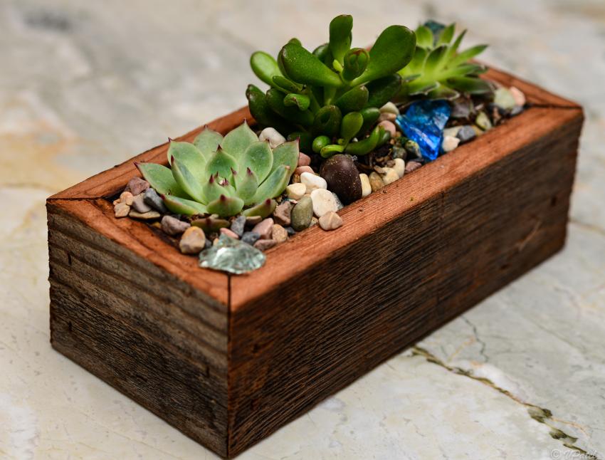 23 Charming Indoor Succulent Garden Ideas That Are Living Art | LoveToKnow