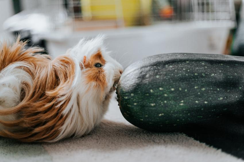 12 Heart-Melting Guinea Pig Pics to Make You Say Awww | LoveToKnow Pets