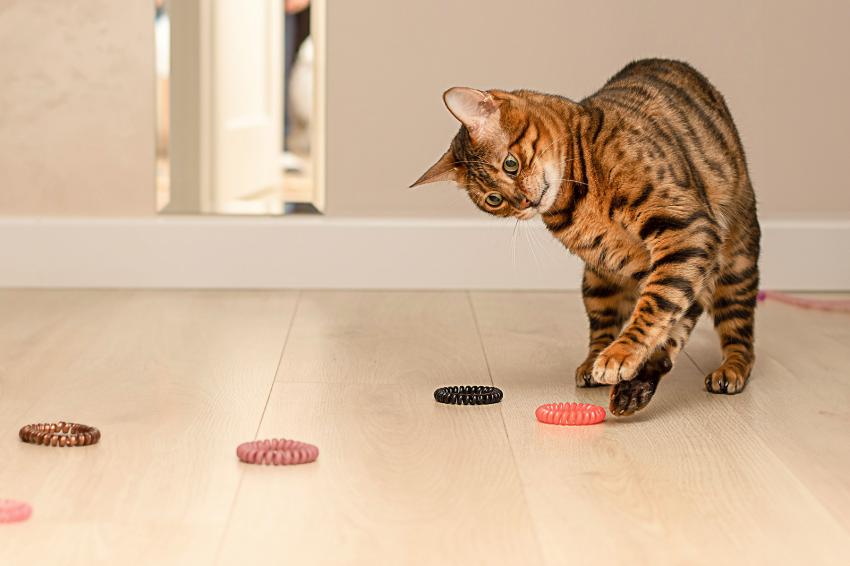 10 Household Items Cats Like to Play With, But Should They ...