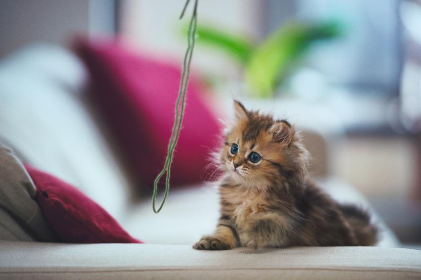 10 Household Items Cats Like to Play With, But Should They ...