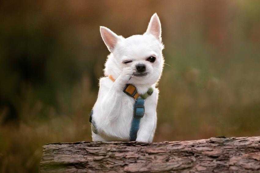 12 Dog Memes to Cheer You Up on a Ruff Day | LoveToKnow Pets