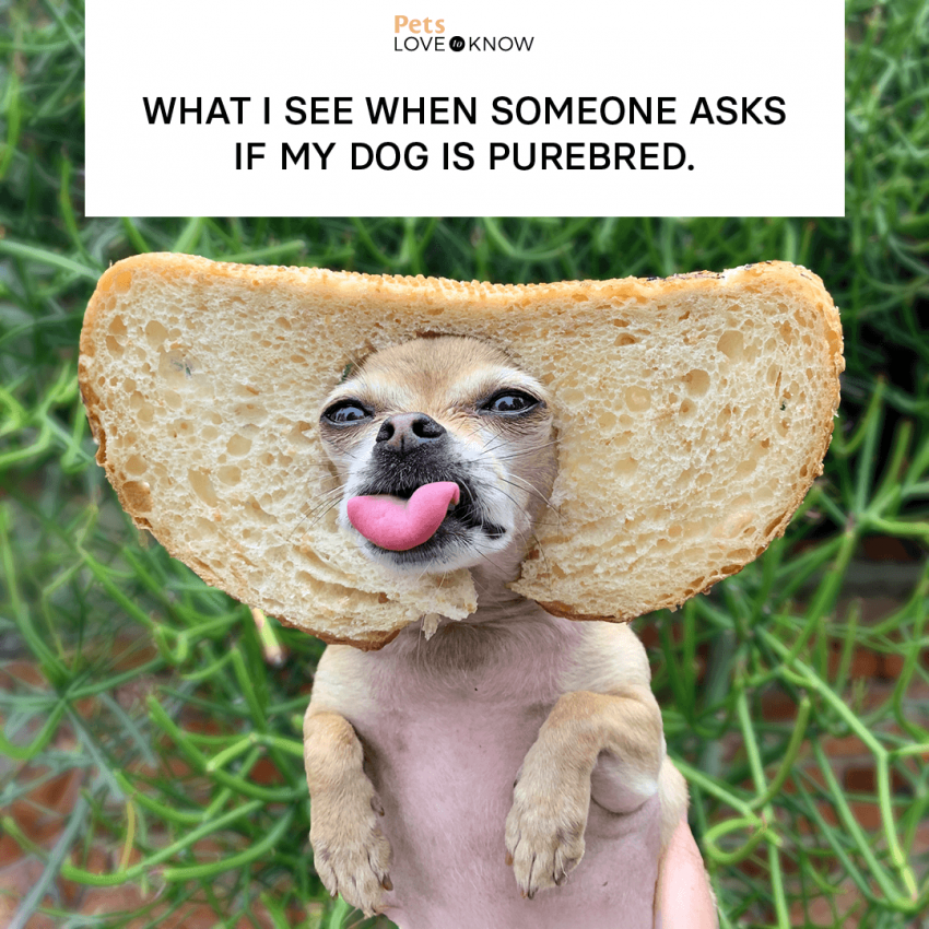 12 Dog Memes to Cheer You Up on a Ruff Day | LoveToKnow Pets